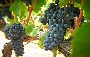 Grape Glossary | Vinebud